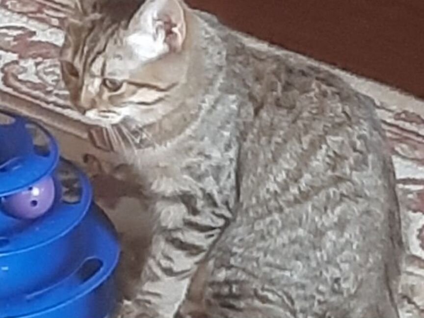 Котенок. Девочка. 5 месяцев. Мышеловка