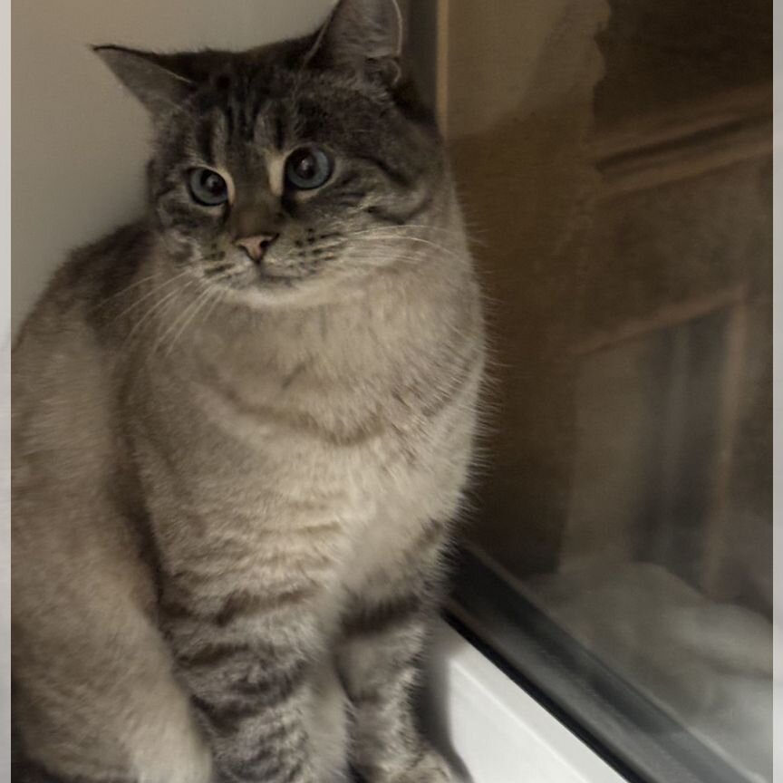 Взрослая, Девочка кошка в добрые руки