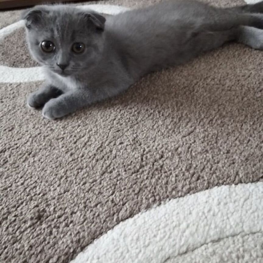 Британские котята