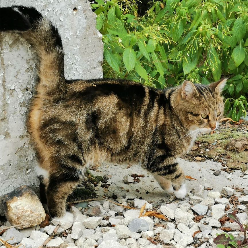 Ласковая кошечка ищет дом