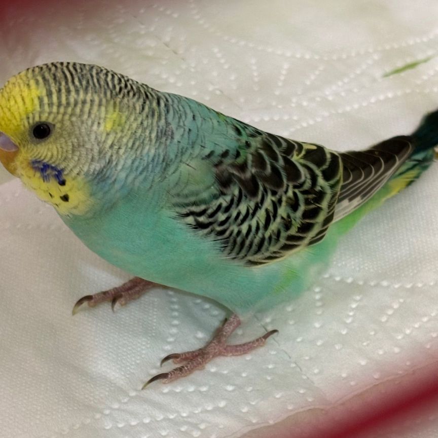 Волнистый попугай с клеткой