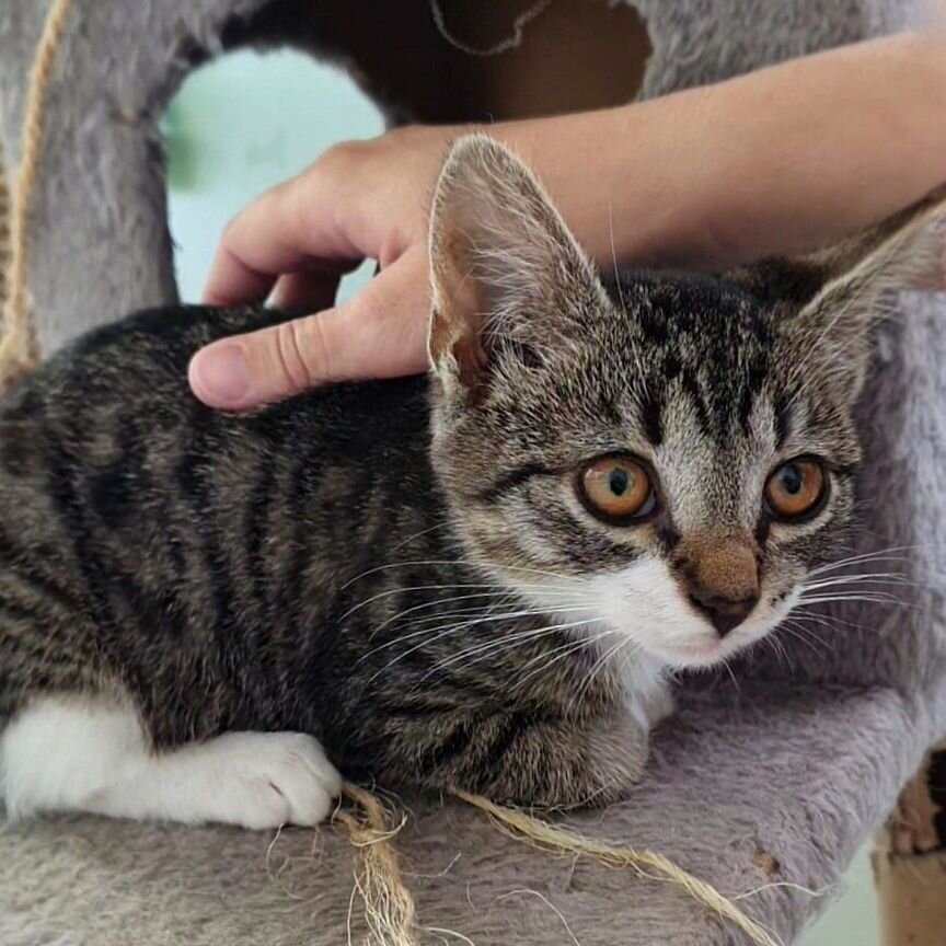 Котенок