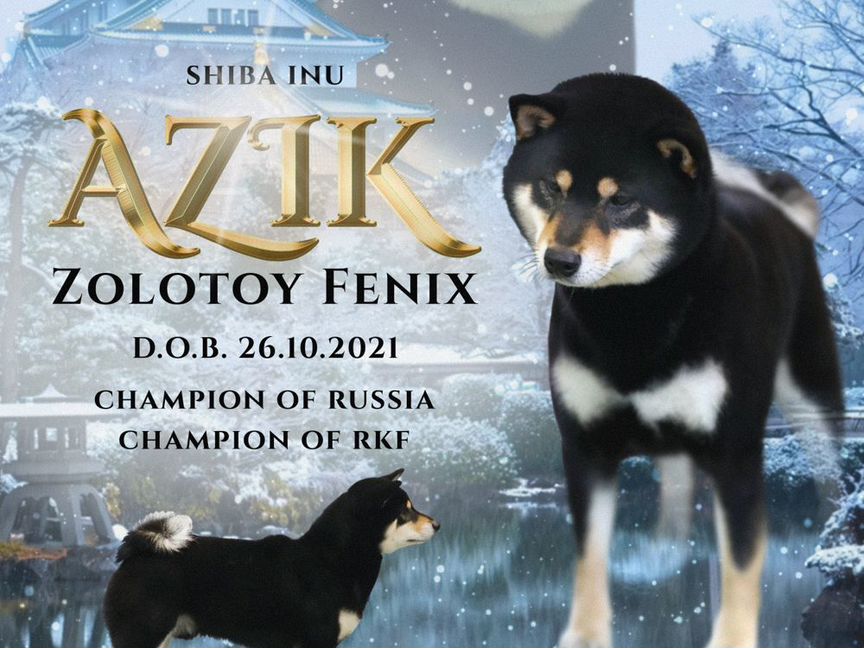 Кобель Сиба-ину чп вязка