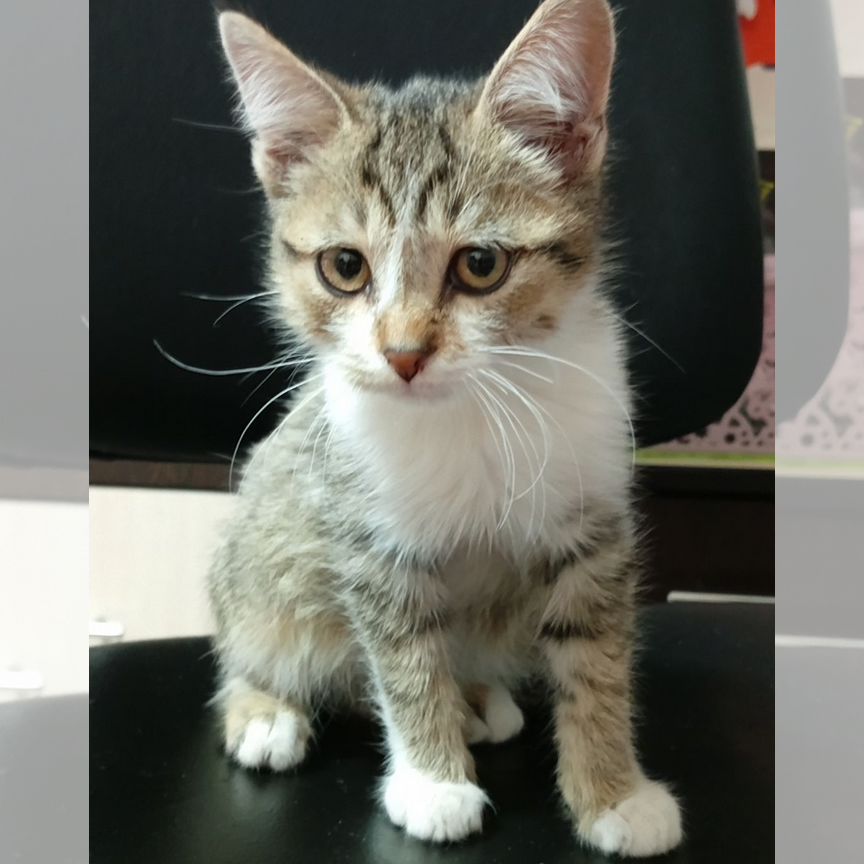Котенок мальчик
