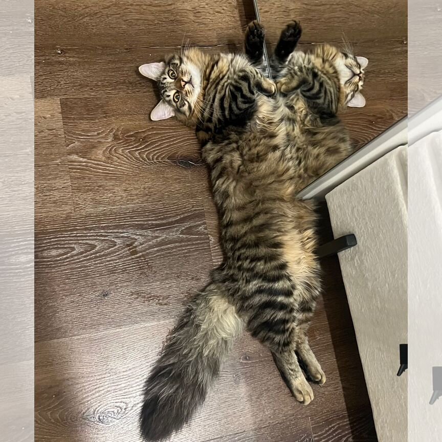 Мохнатый котенок ищет дом