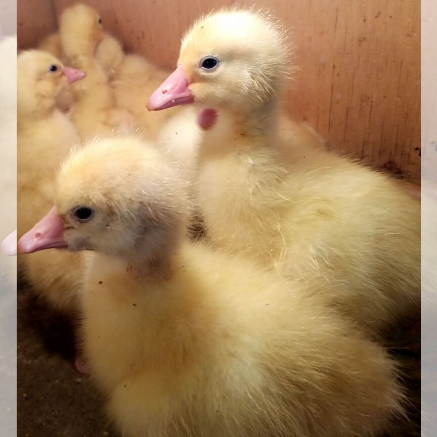 Утята мясные бройлерные Стар 53