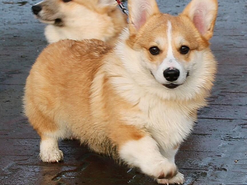 Щенки вельшкорги пемброк