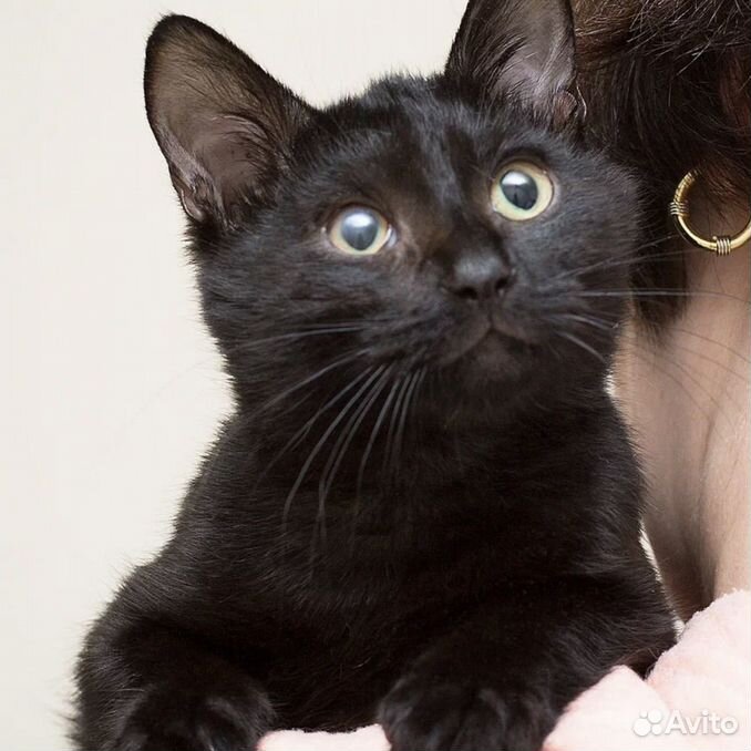 Юный котик Мумрик ждет свою маму