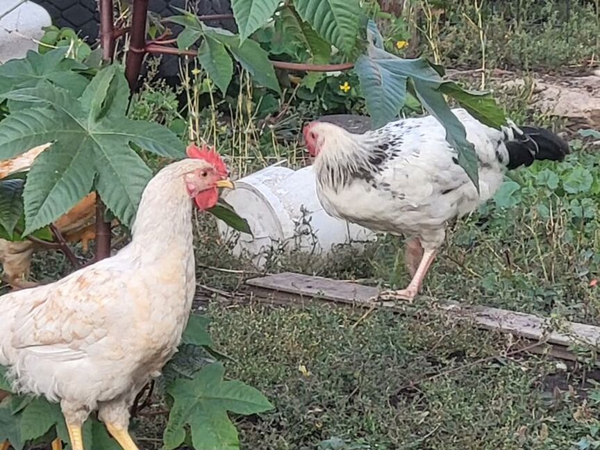 3 месячные несушки и петушки