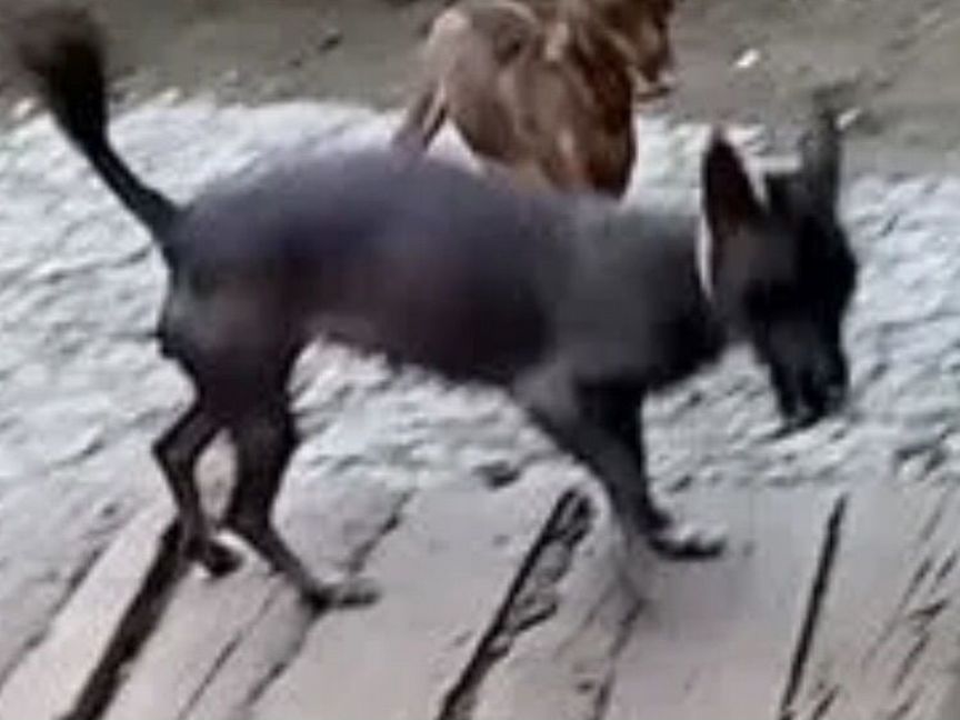 В добрые ручки отдам бесплатно