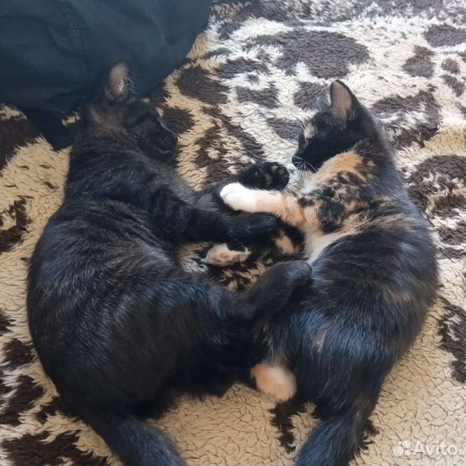 Котята в беде