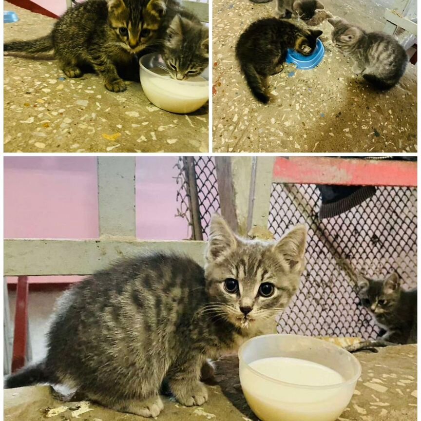 3 котёнка ищут дом