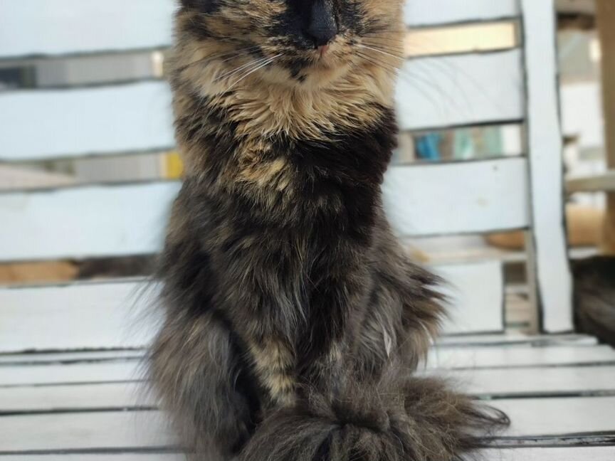 Пристраивается кошечка из котокафе в Океане