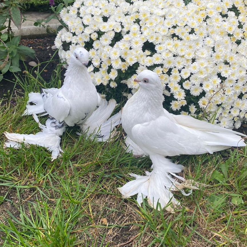 Продаются бойные голуби