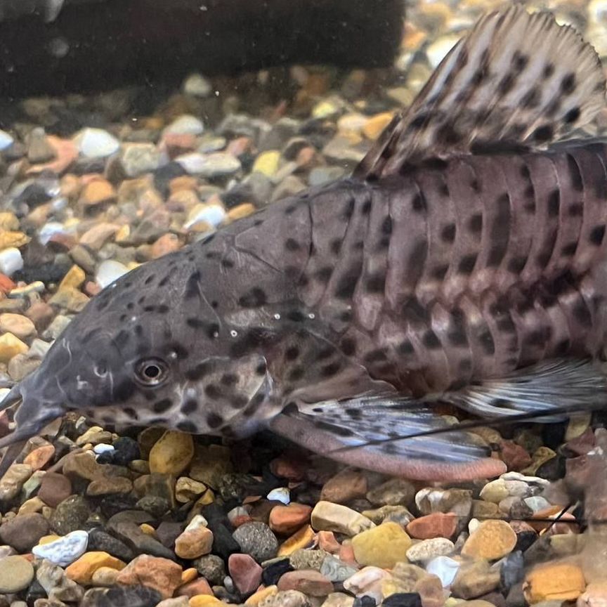 Сомик таракатум