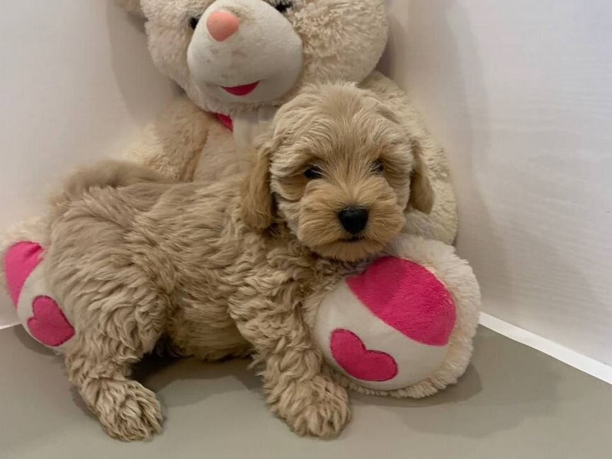 Продаются щенки мальтипу