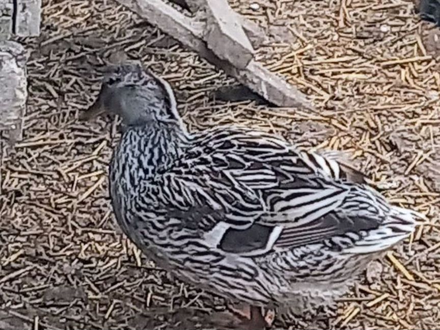 Подсадные утки