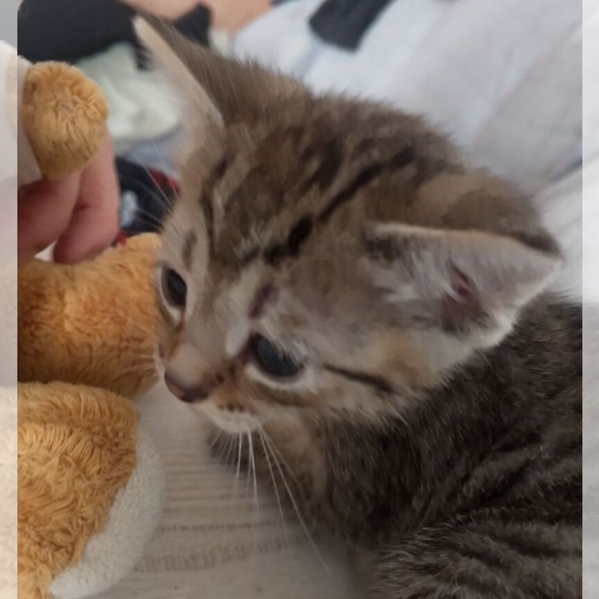 Сиамский котёнок