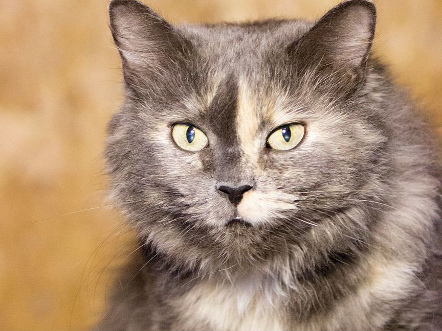 Очаровательная Майя ищет доброе сердечко