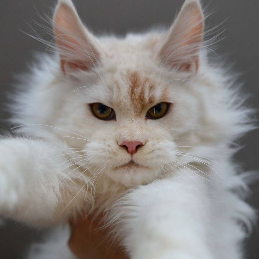 Котенок мальчик мейн-кун