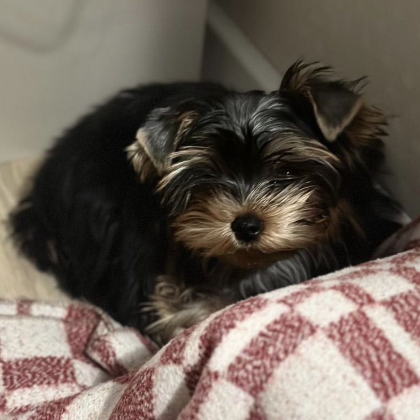 Йоркширский терьер, щенок