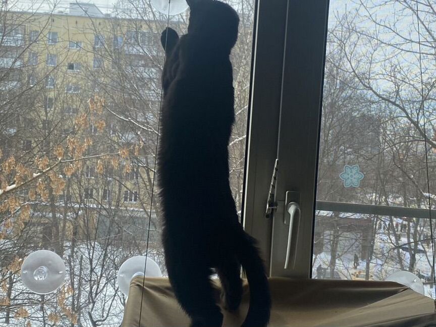 Мейн-кун помесь