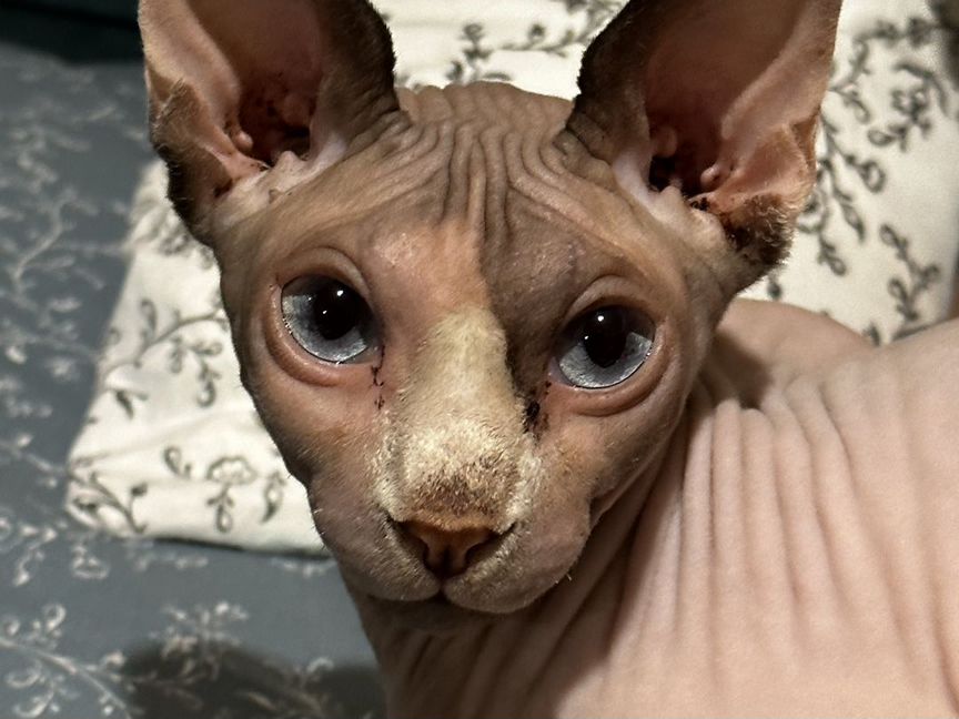 Канадский сфинкс кот