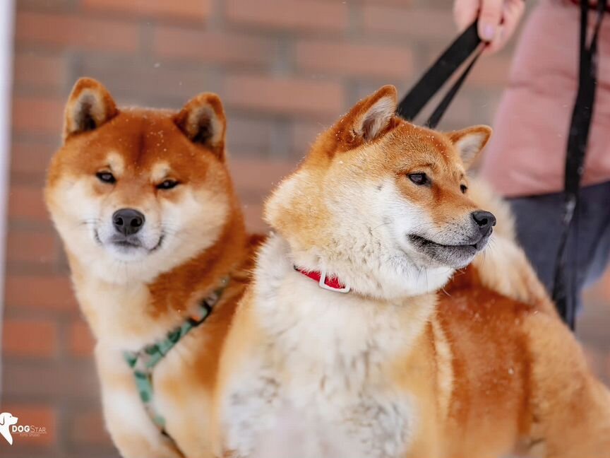 Сибаину в продаже