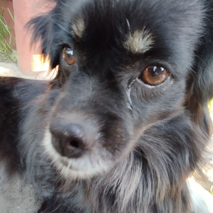 Любимых собак в добрые руки