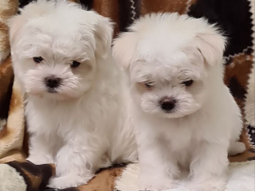 Мальтийская болонка мальчики