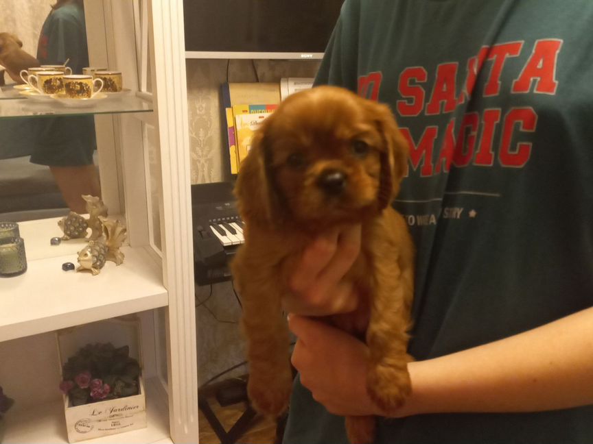 Кавалер Кинг Чарльз Спаниель девочка