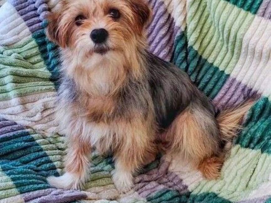 Маленькая собака в добрые руки