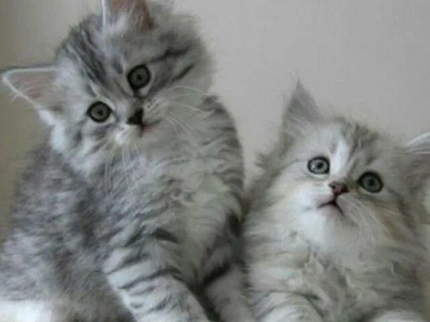 Сибирские котята