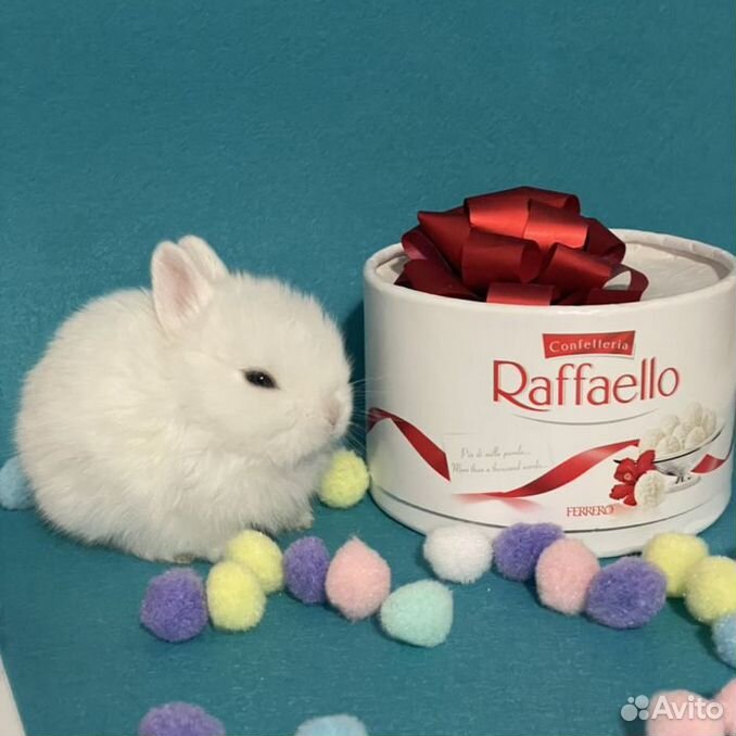 Кролик мини мальчик зайка крошечный