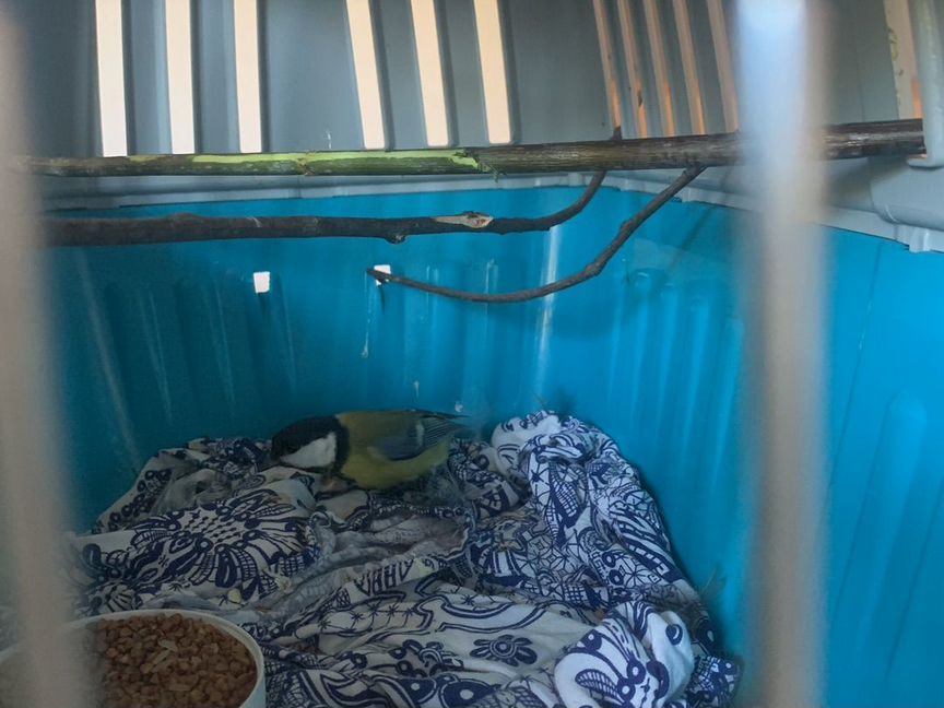 Синички,ползни