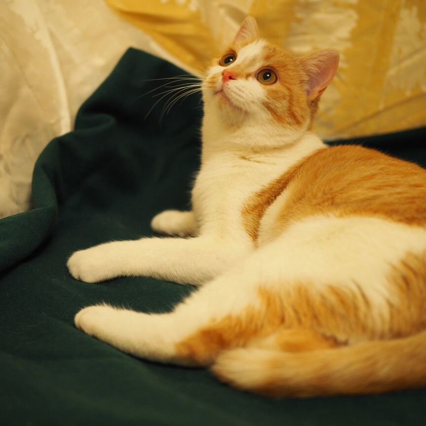 Рыжая Апельсинка в дар