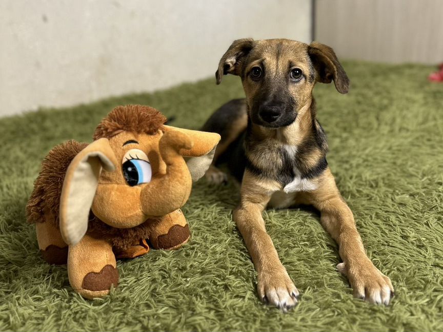 Щенок в добрые руки