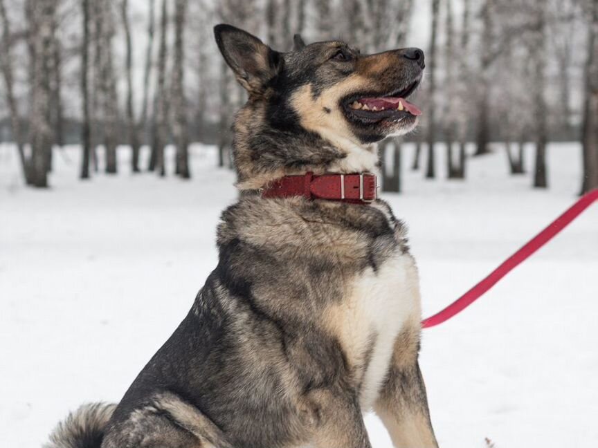 Молодой пес Байкал