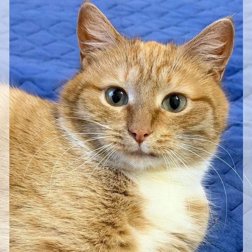 Взрослая, кошка в добрые руки