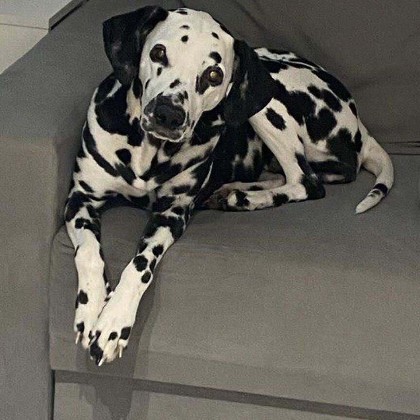 Далматин, взрослая собака