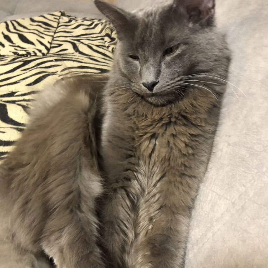 Мейн-кун в добрые руки