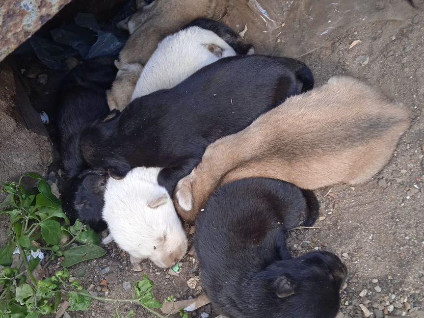 Щенки смесь хаски и Ретривер бесплатно