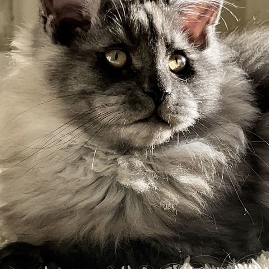 Огромный котенок мейн-кун