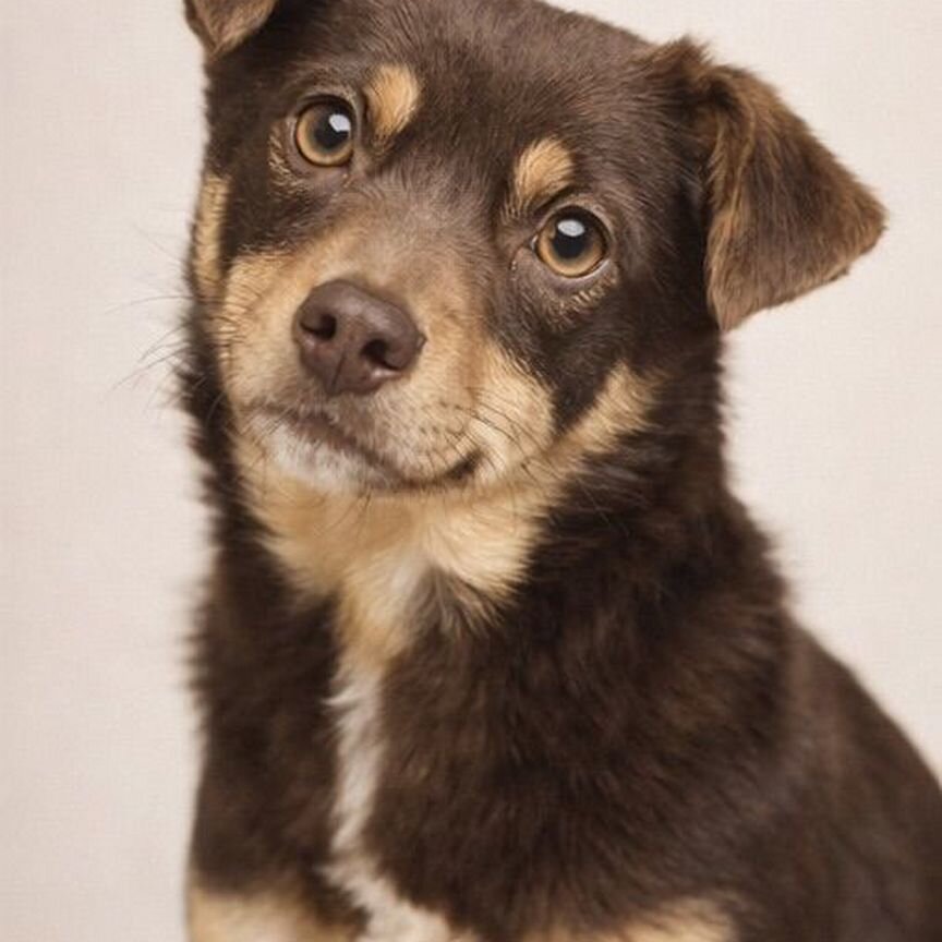 Взрослая собака в добрые руки