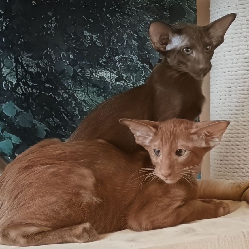 Ориентальный котёнок