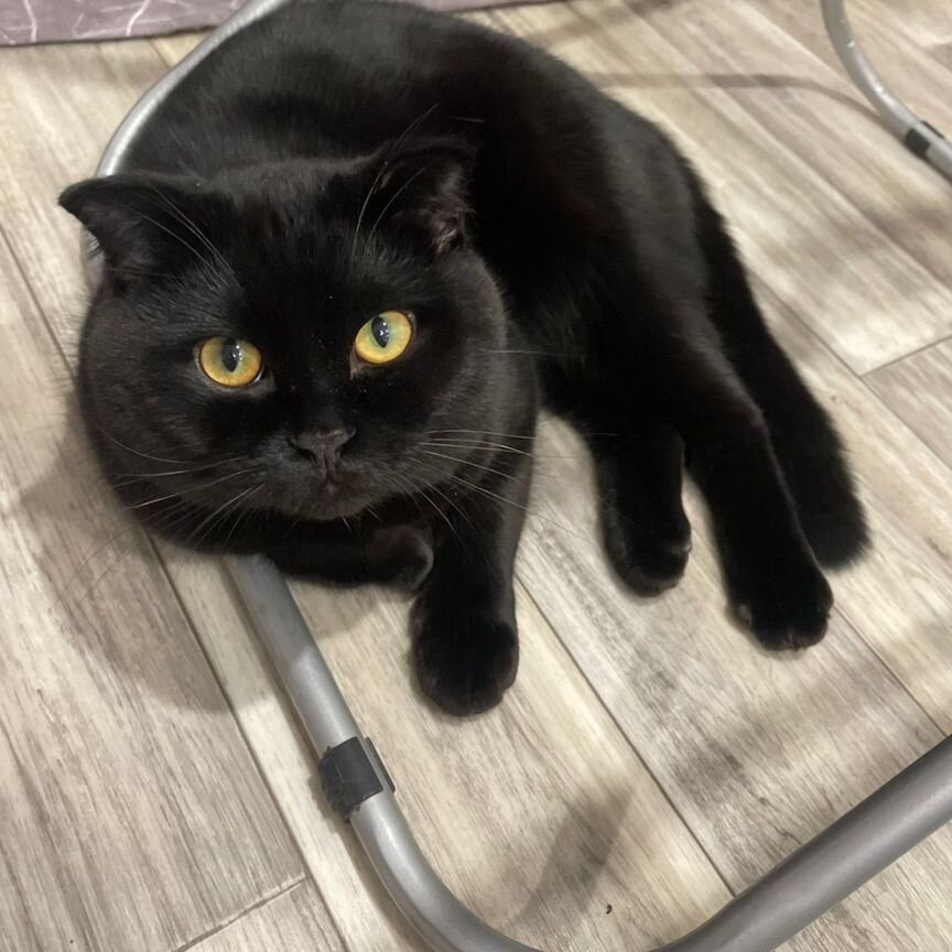 Шотландский кот вязка
