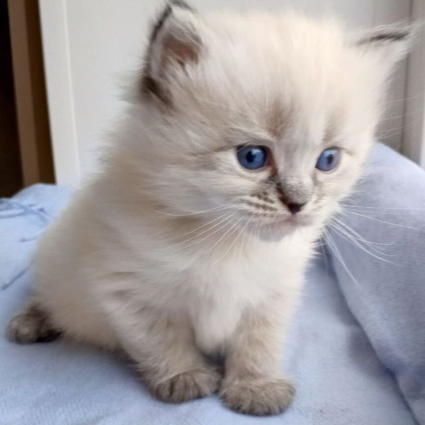 Невский маскарадный котёнок