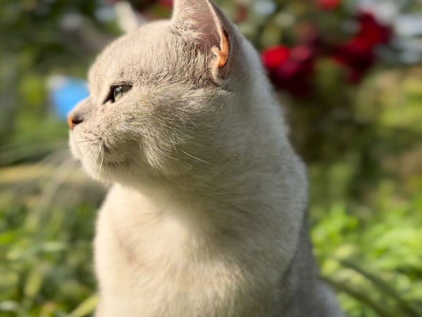 Шотландский кот вязка