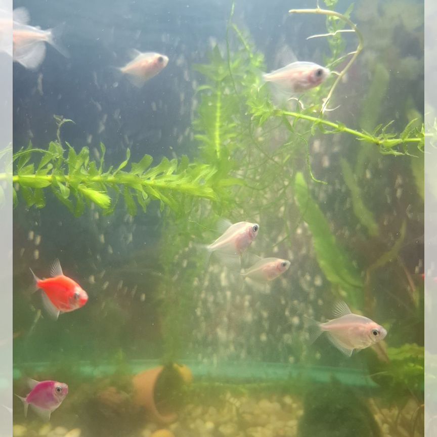 Рыбки тернеция