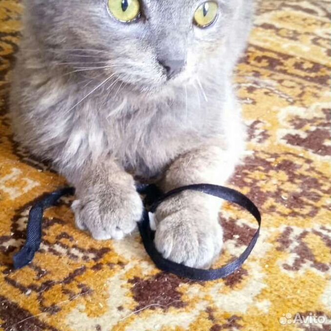 Кошечка 5 месяцев мама манчкин расти не будет